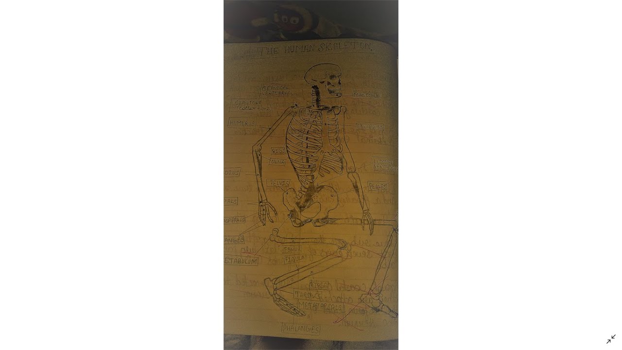 Human Skelaton Sketch Youtube