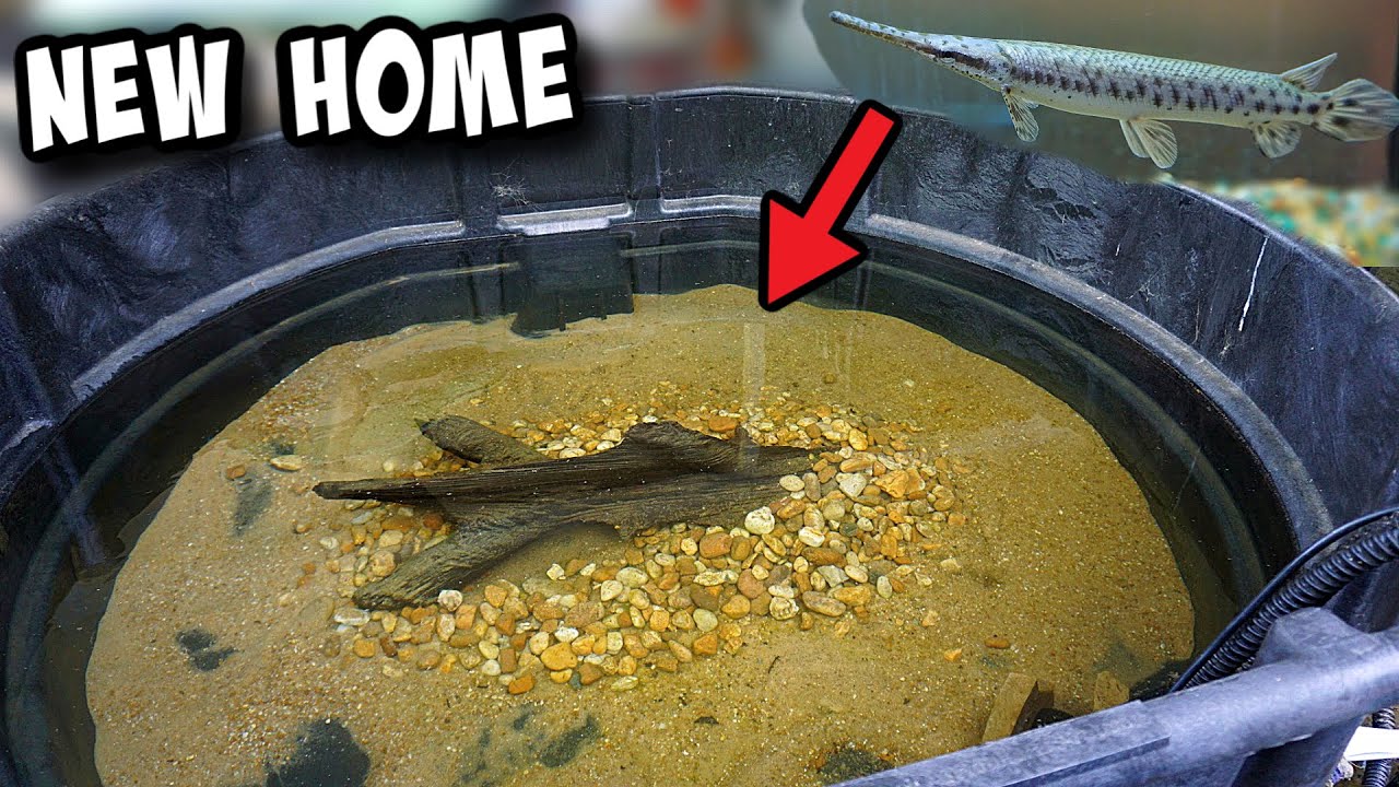 My Pet Gar Gets A NEW HOME - YouTube