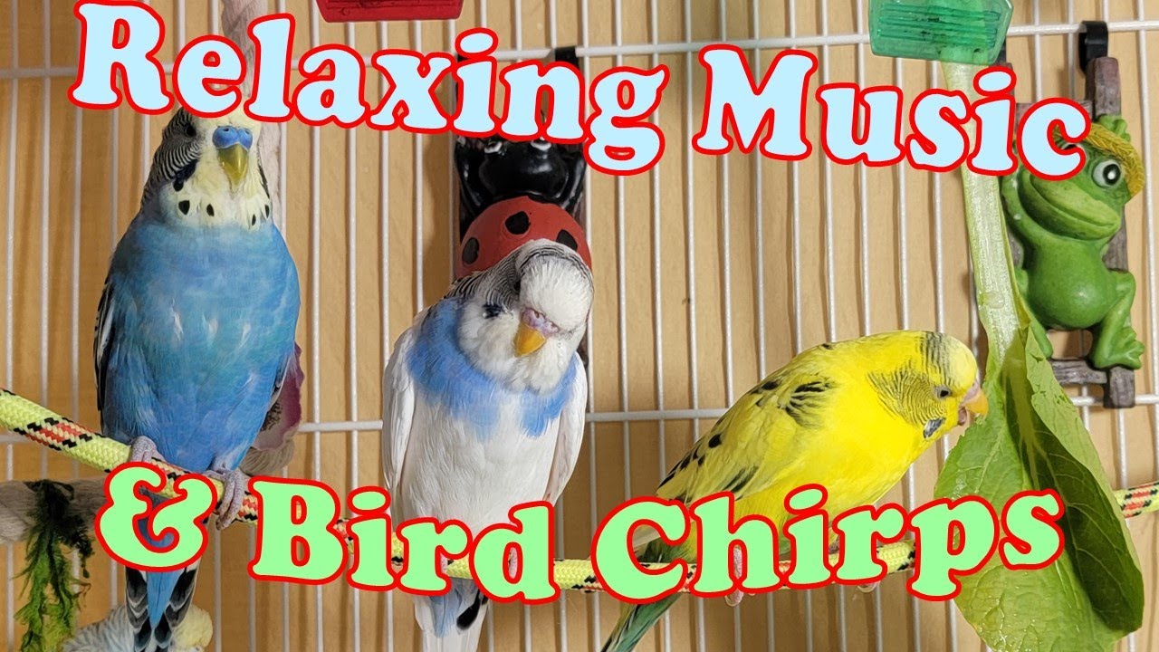 10 Hr Help Quiet Parakeets Sing Playing This, Cute Budgies Chirping ...