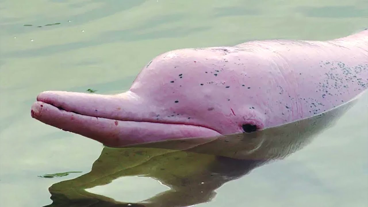 La Leyenda del Delfín Rosado del Amazonas - Mitos del Amazonas - Mira ...