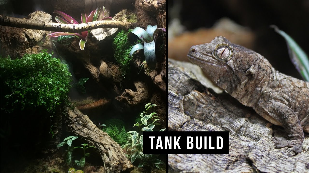A Slice of the Forest // REPTILE TANK BUILD - YouTube