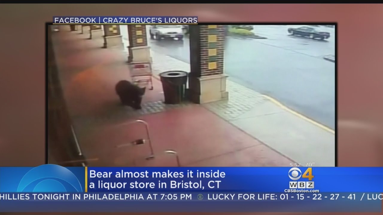 Bear Makes An Unlikely Stop In A Liquor Store - YouTube
