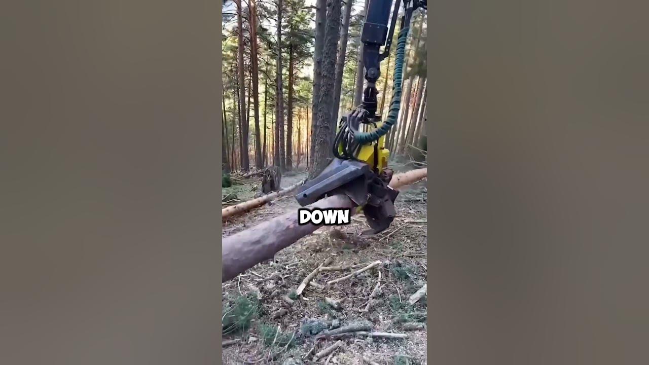 Incredible Wood Cutting Technology in Action | Satisfying Tree ...