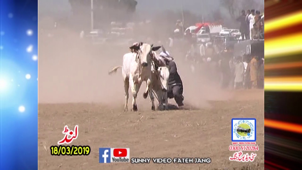 Best Bull Race In Pakistan sunny video fateh jang 18 03 2019 - YouTube