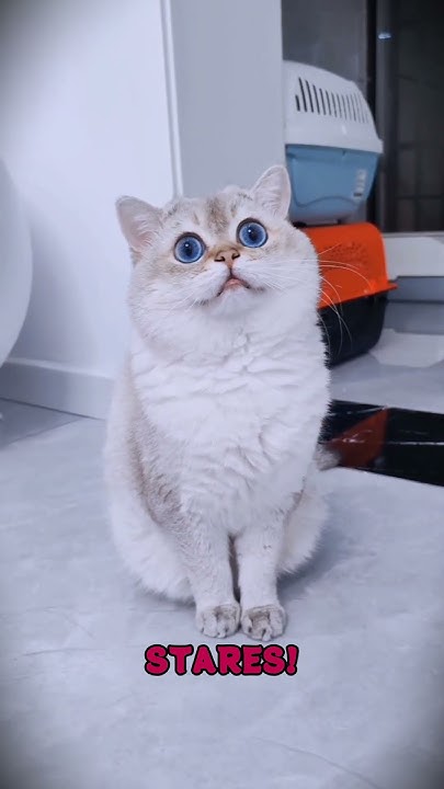 Top 5 Random Cats Pt. 5 - YouTube