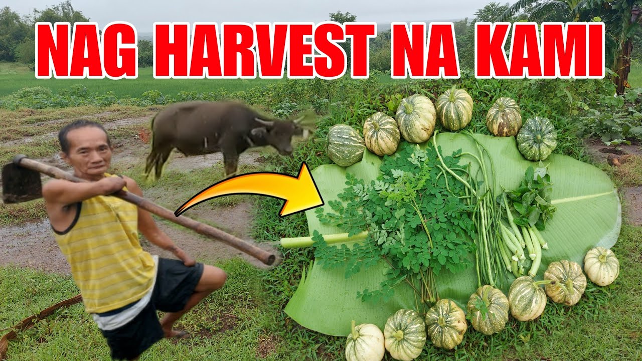 WOW KUYA DOMINGO NI HARVEST NA ANG MGA PANANIM NA GULAY... - YouTube