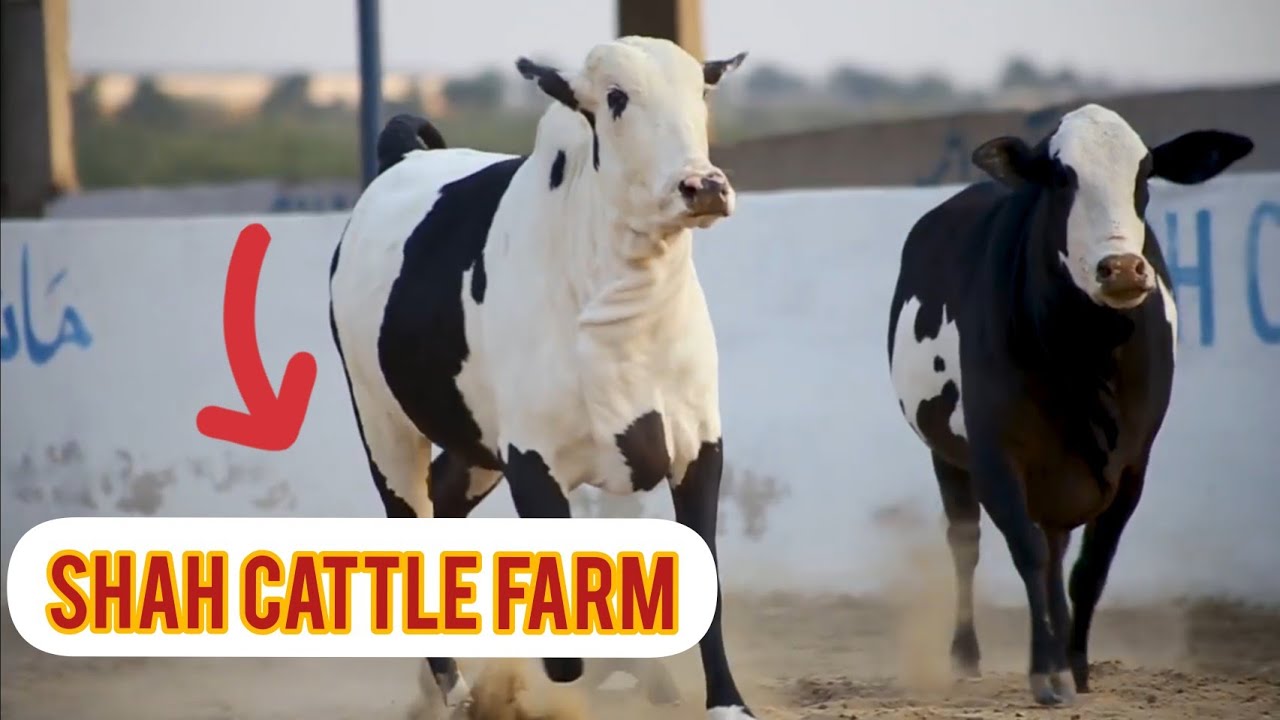 Shah cattle farm - Short video . - YouTube