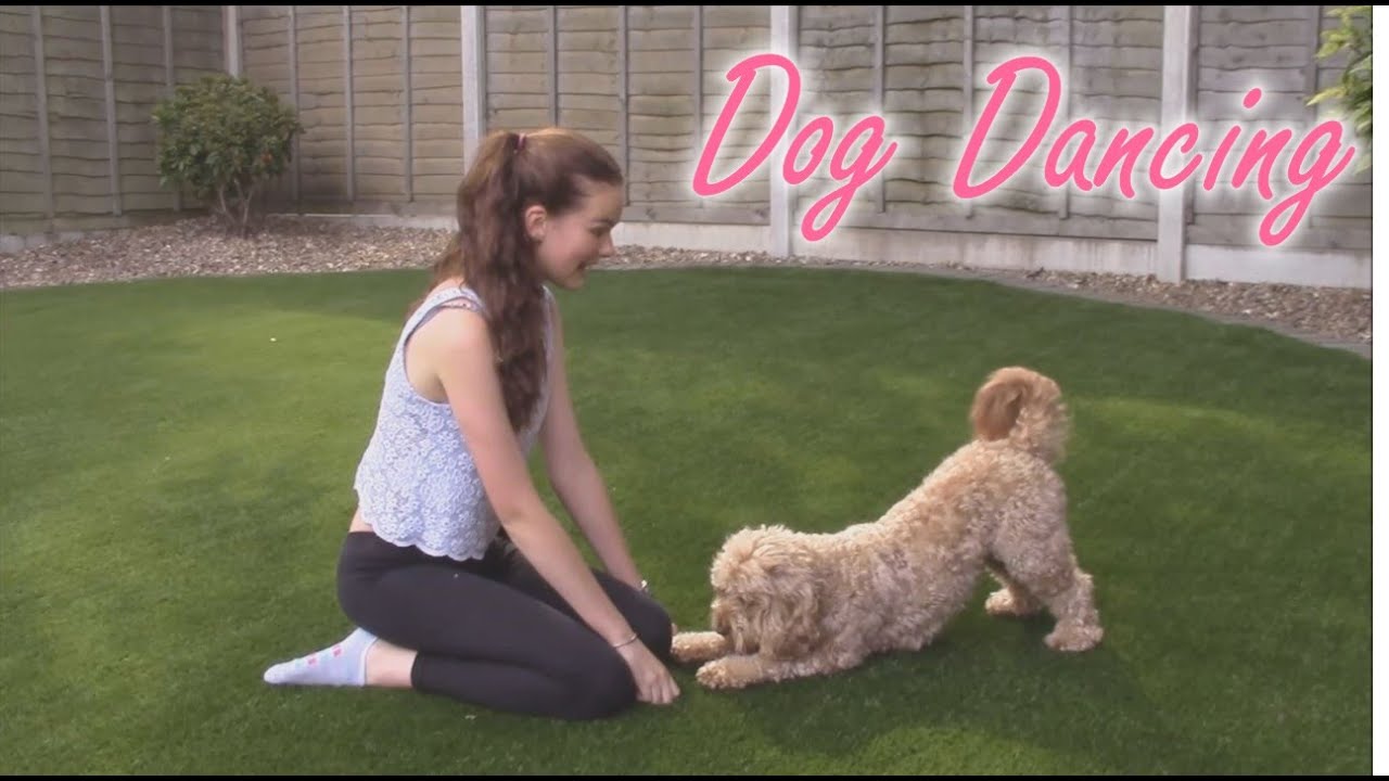 Video Dog Competition - Cockapoo Dancing - YouTube