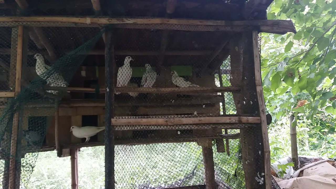 Murang KALAPATI 75 Pesos Lang RACING PIGEON CARRIER !!! - YouTube