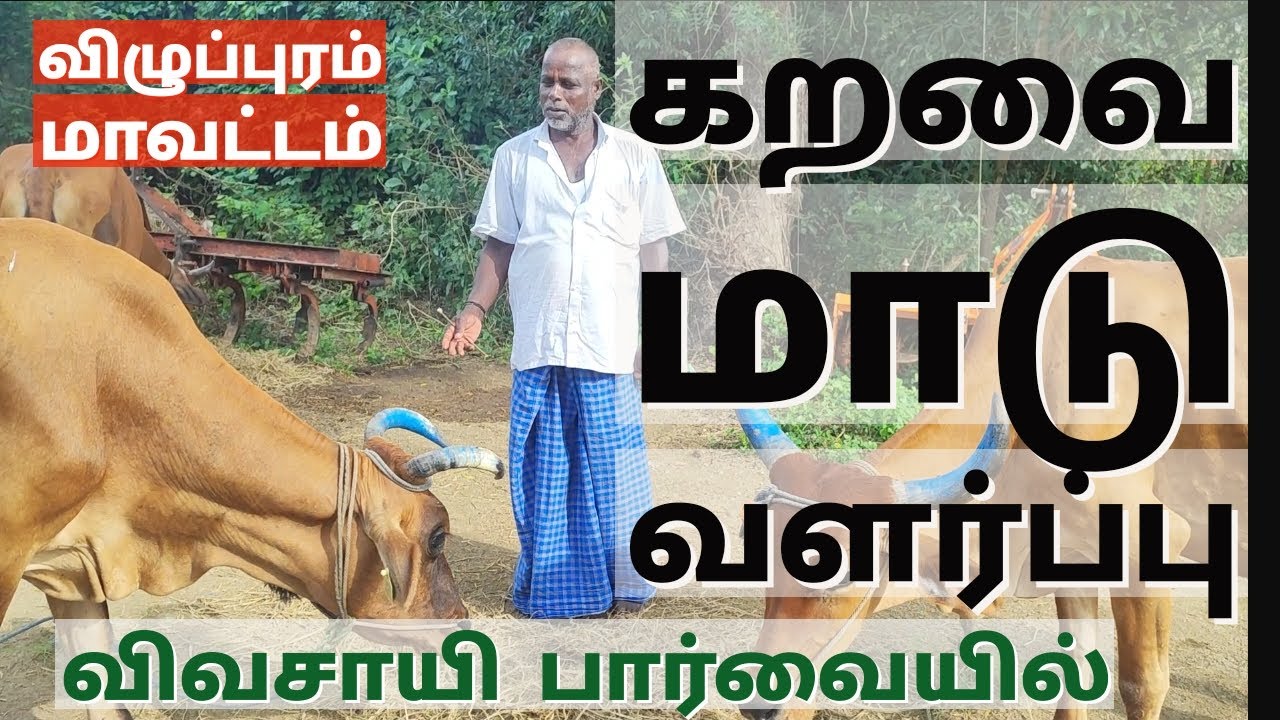 கறவை மாடு வளர்ப்பு - Maadu Valarpu #drjtk #cow #farming #tamilnadu # ...