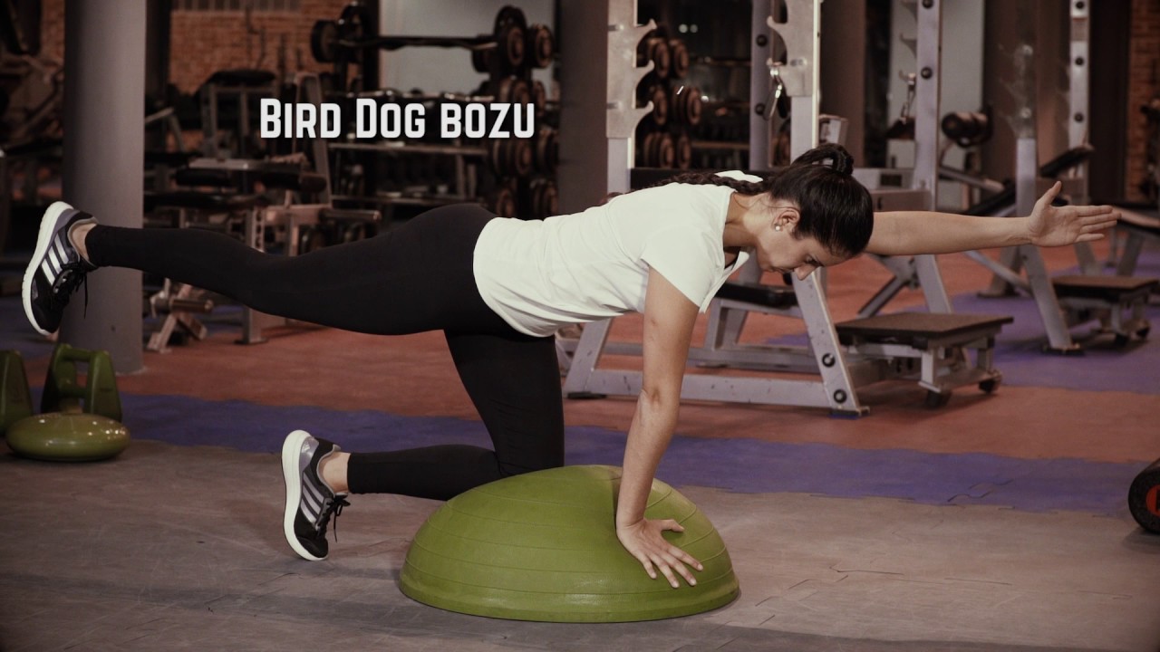 CORE - Bird dog "bozu" - YouTube