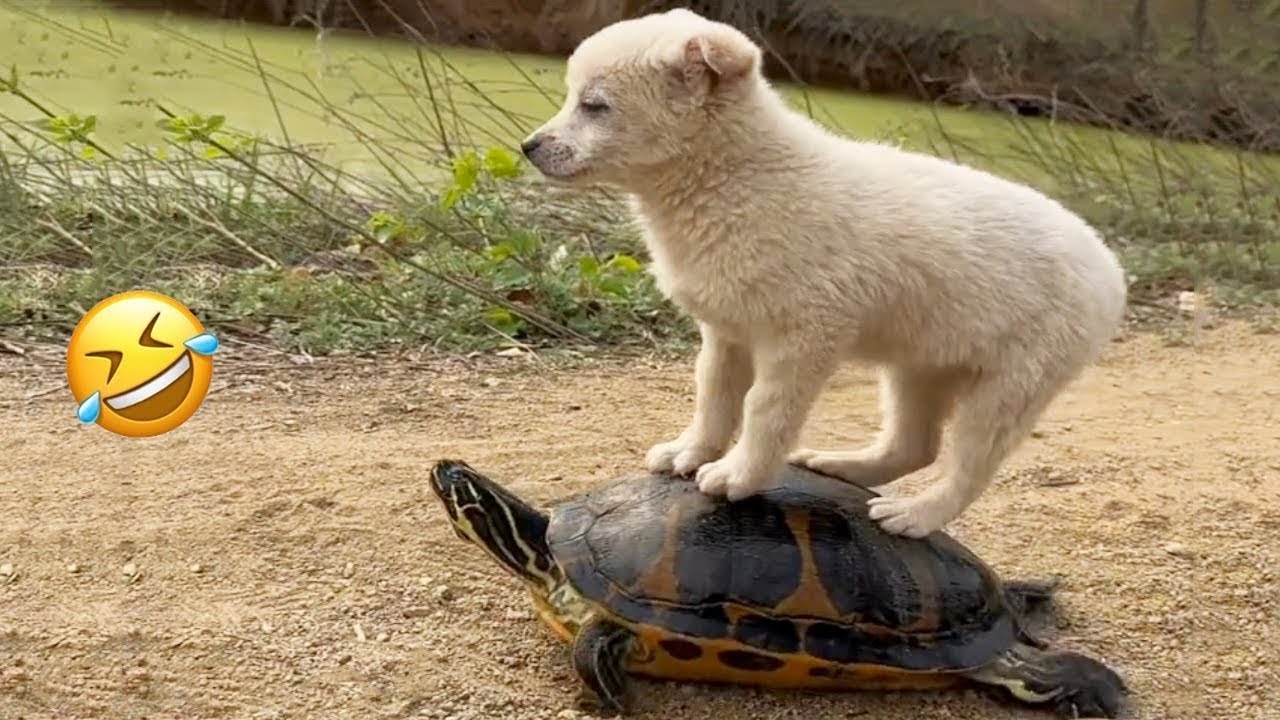 The Funniest Cats and Dogs of 2024 😹🐶 New Funny Animal Videos 😍 Part 24 ...