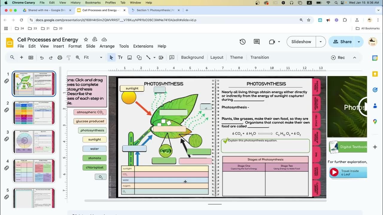 Photosynthesis Digital Notebook Slide 1 - YouTube