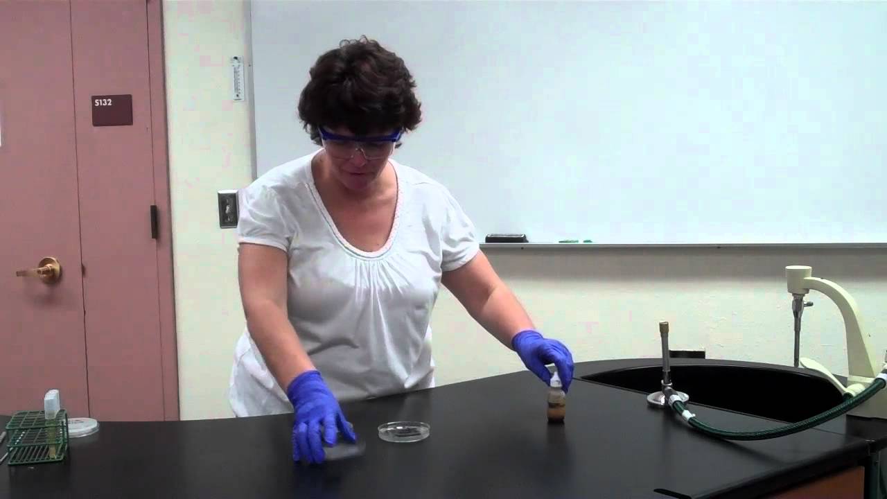 Starch and Casein Hydrolysis results - YouTube