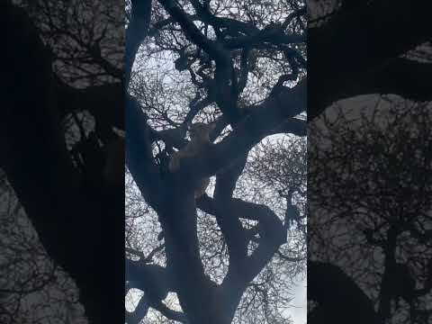 Lion descending from big tree - YouTube