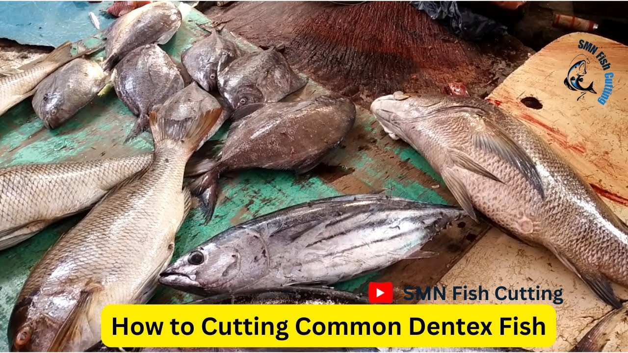 5 Simple Steps to Perfectly Cutting Common Dentex Fish Every Time - YouTube