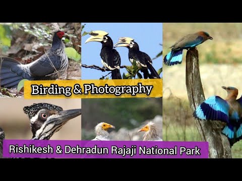 Birding in Uttarakhand, Bird Watching in Rajaji National Park, Birding ...