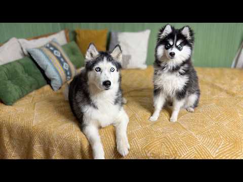 Yavru Köpek ve Yavru Kedi Arkadaş Oluyorlar — Ve Husky Yuki de Oynamak İstiyor