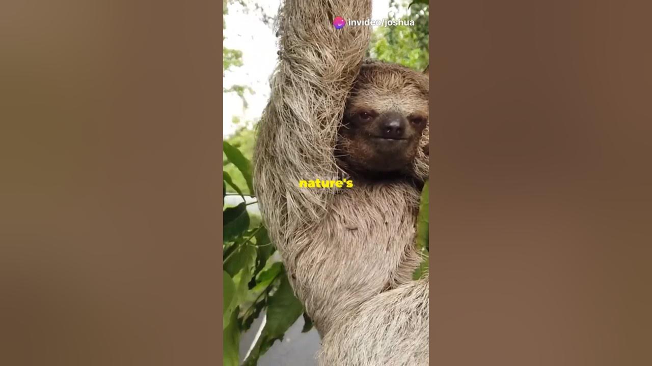 5 Fascinating Facts About 3 Toed Sloths! - YouTube