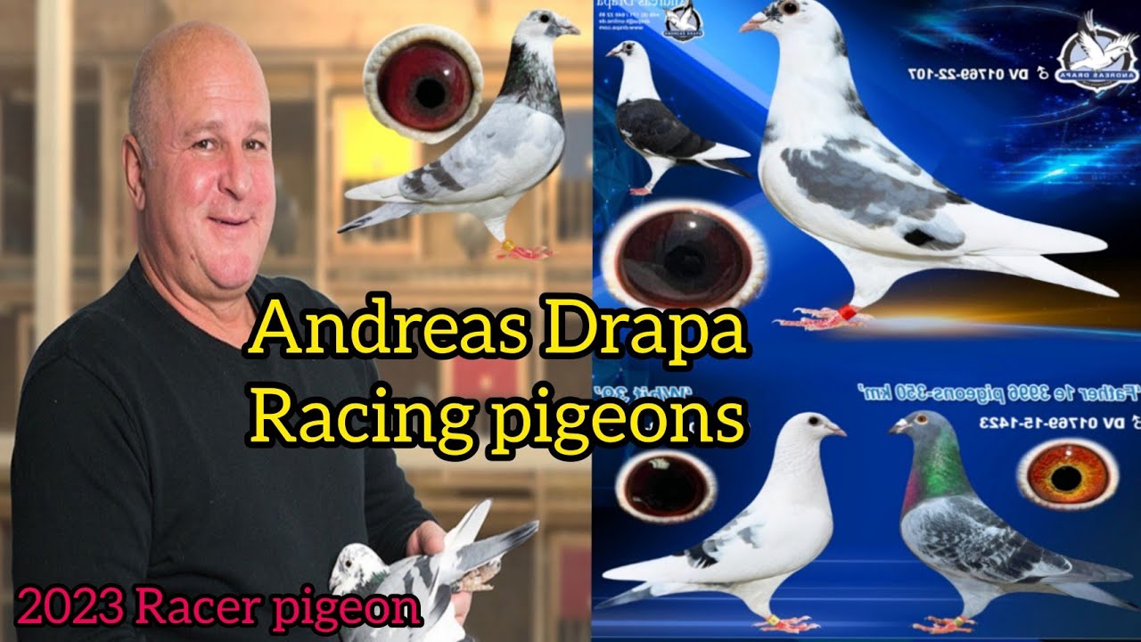 Andreas Drapa Racer pigeon | Top performer Bloodline Racing pigeons ...