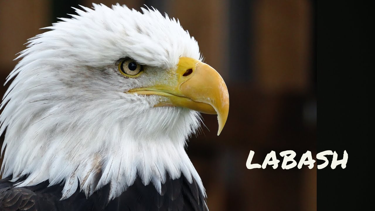 Labash - YouTube
