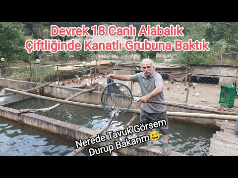Devrek 18 Canlı Alabalık Çiftliğinde Kanatlılara Baktık.Çok Güzel Bir Mekân.Tavsiye Ederim.