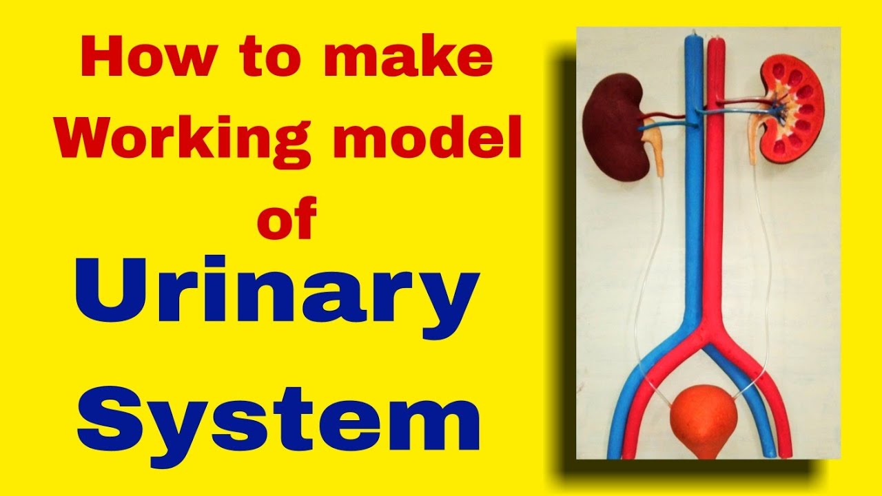 how to make urinary model #schoolproject - YouTube