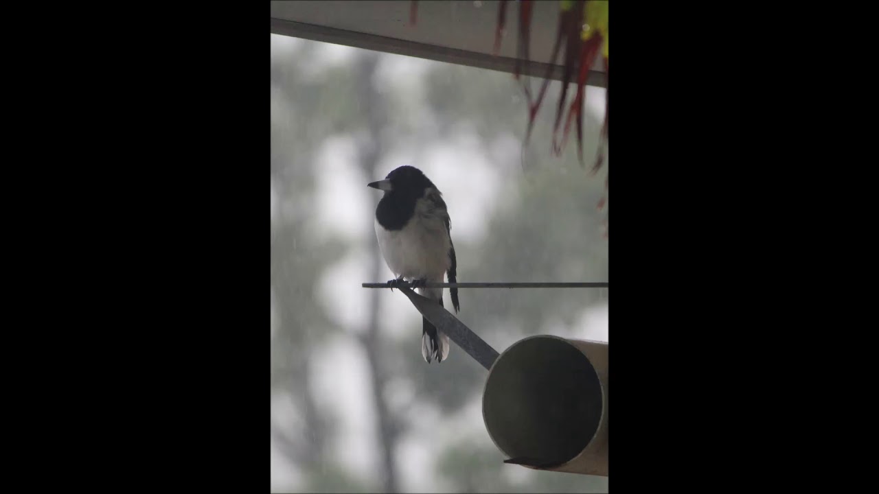 Adult Pied Butcherbird singing in the rain | Bush Hands - YouTube