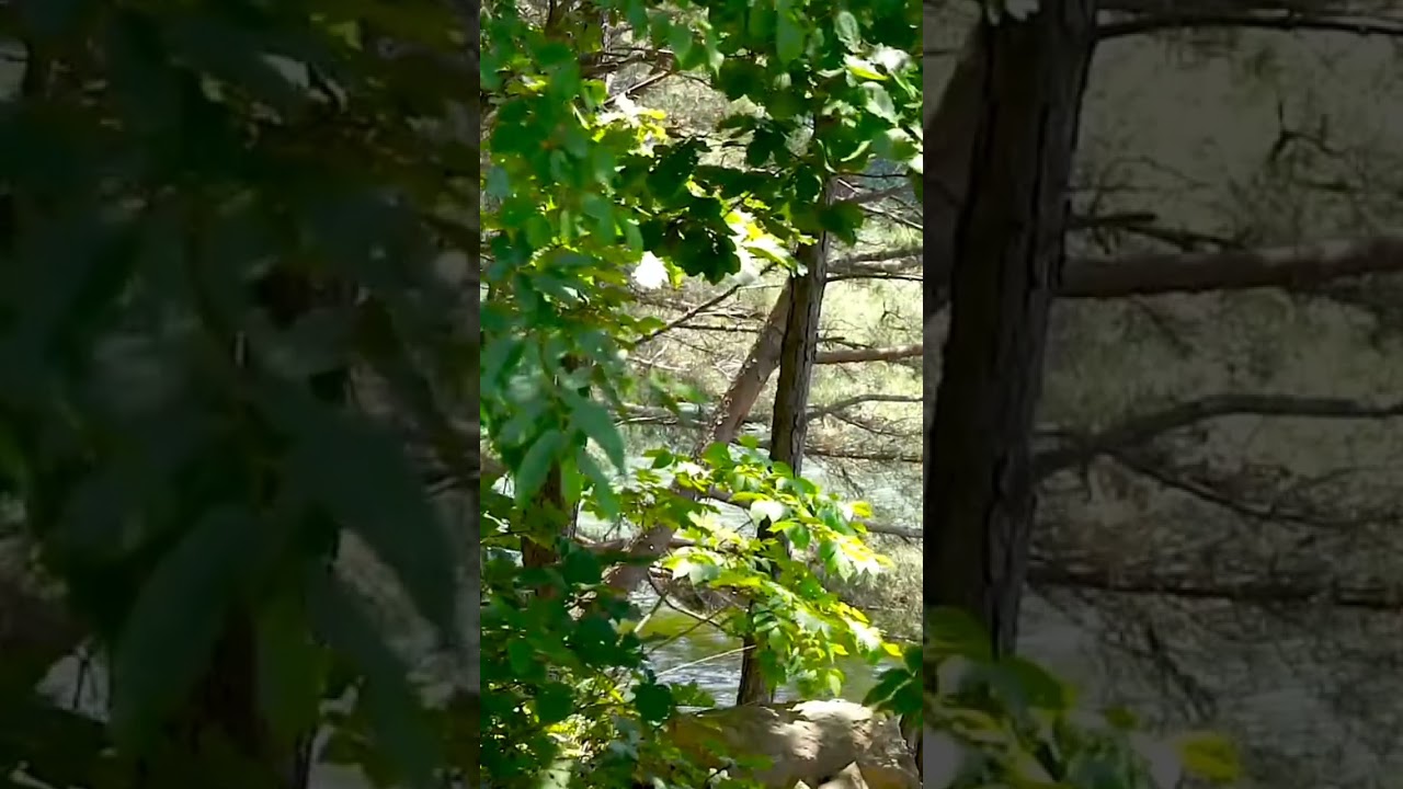 tree status nature status natural status morning status water status # ...