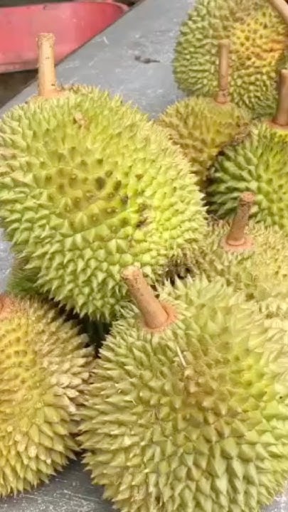 DURIAN DIBUAT GINI ENAK BANGET🤤 - YouTube