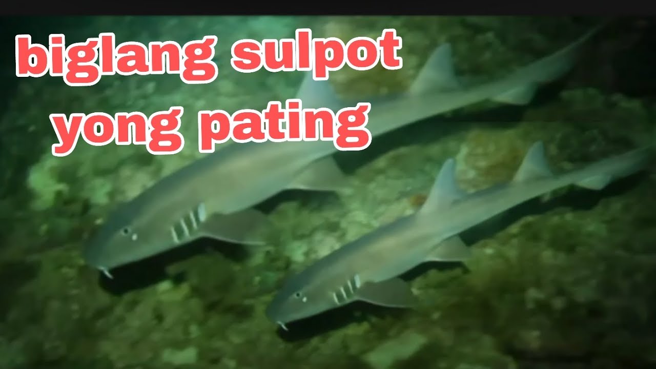 EP129 biglang sulpot yong pating night sperfishing philippines - YouTube