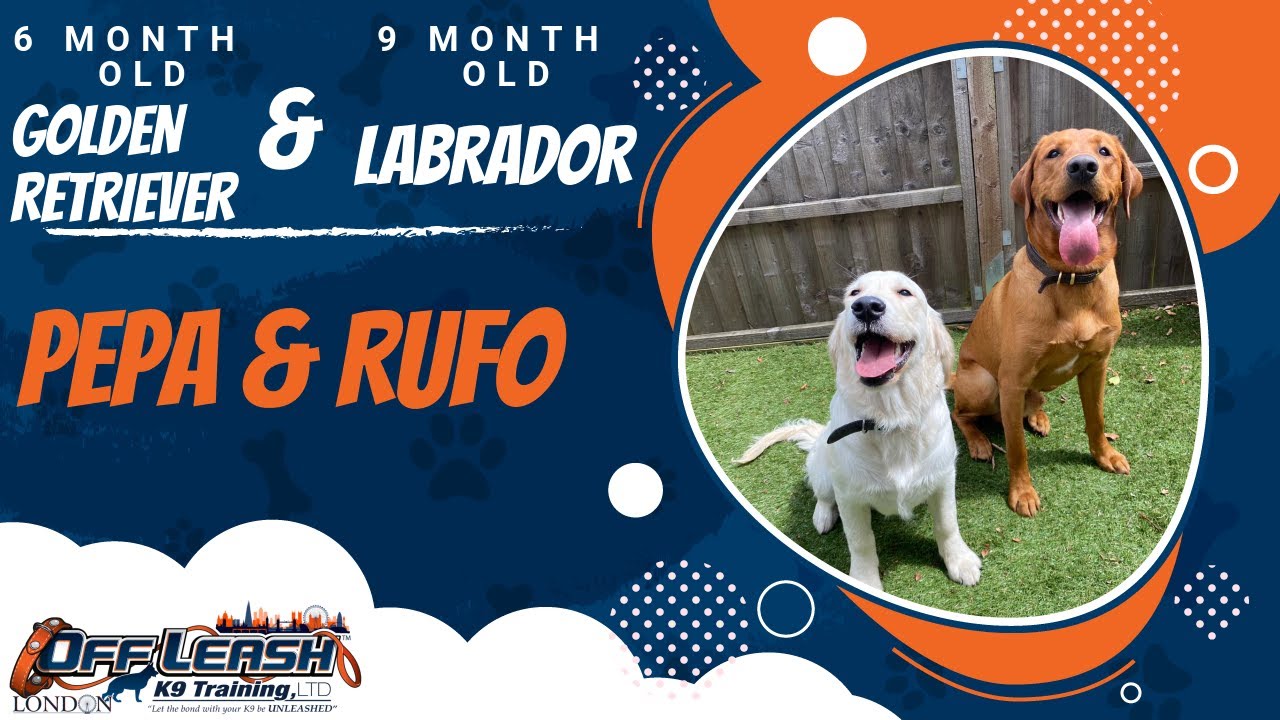 Best Retriever & Labrador Dog Training | Pepa & Rufo | Dog Training in ...