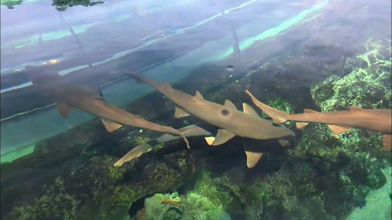 SeaWorld Shark Encounter San Diego, California Full Walk Through 4k - YouTube