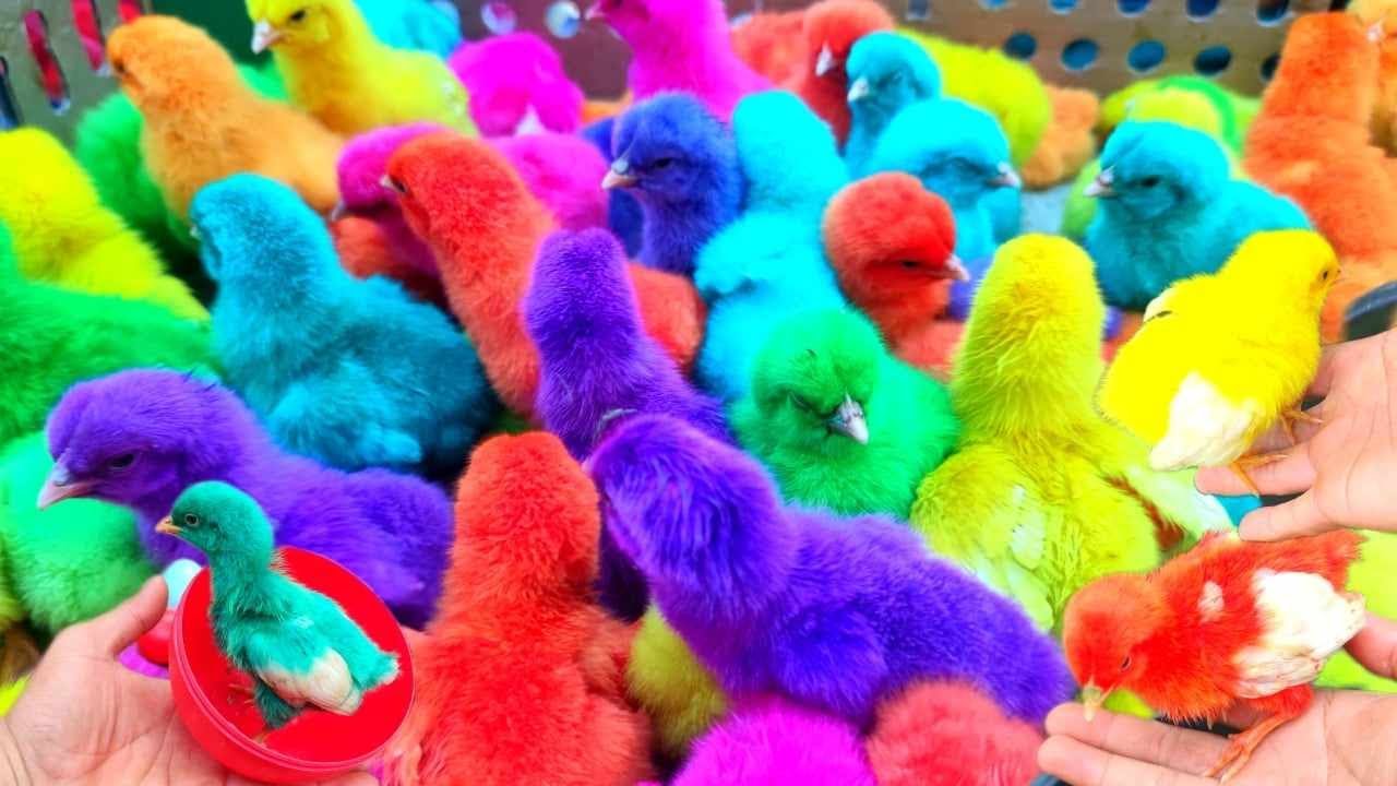 Catch Cute Chickens,Colorful Chickens, Rainbow Chickens, Cute, Ducks ...