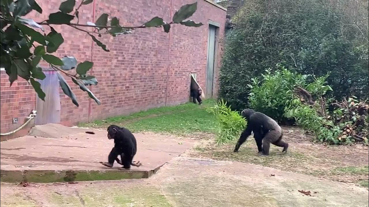 Chester zoo - YouTube