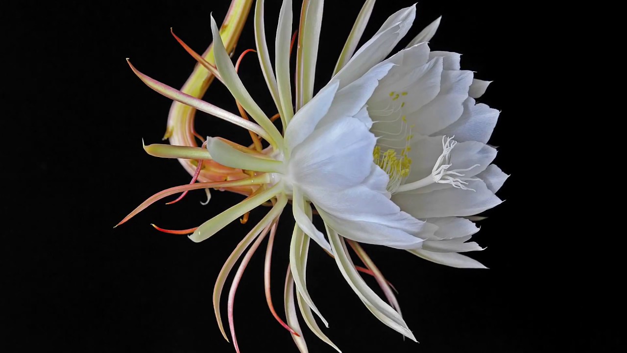 Blooming Epiphyllum oxypetalum (queen of the night) time lapse - YouTube