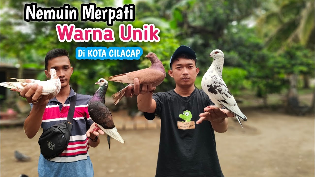 Nemuin Merpati Warna Unik Harga Murah Garansi Lagi‼️ - YouTube