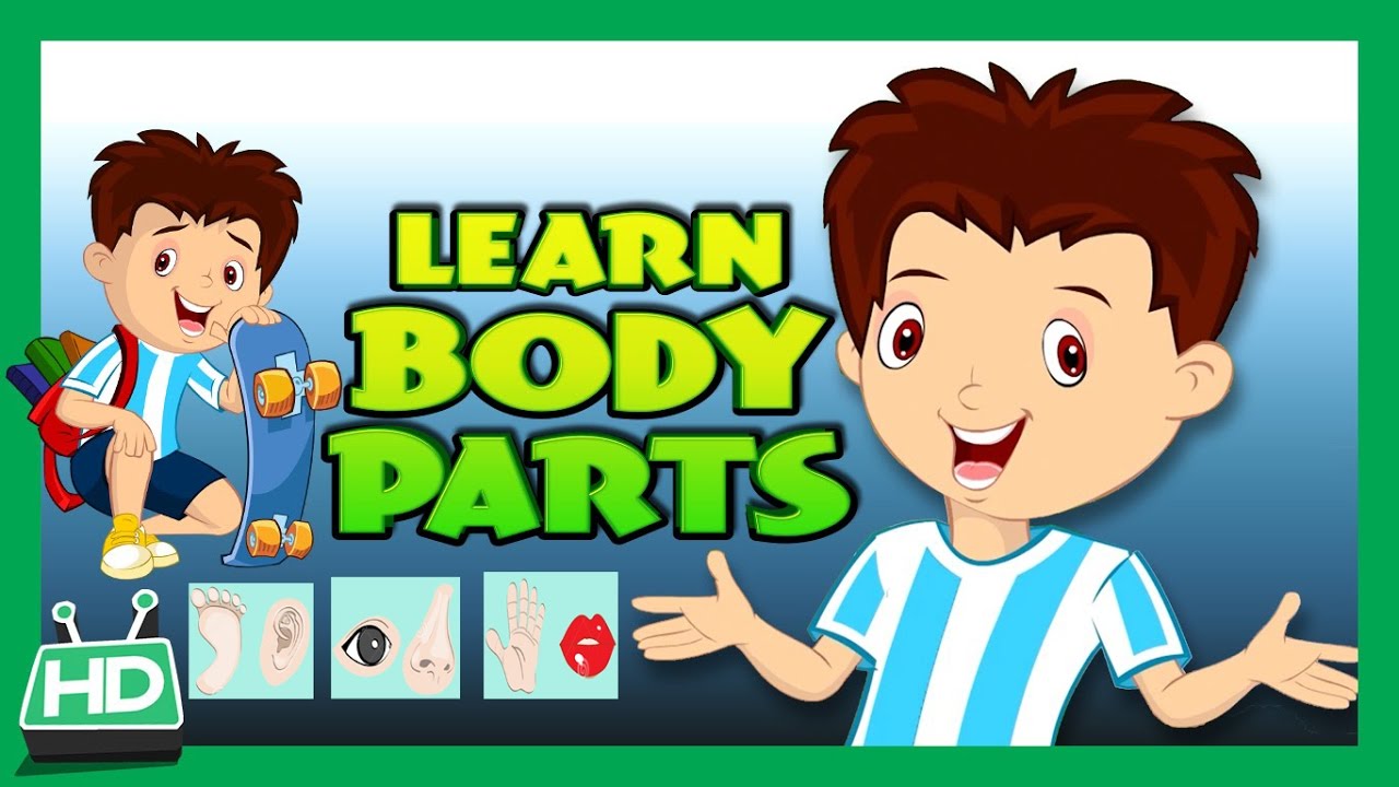 Parts Of The Body Human Body Parts Preschool Learning Videos For Kids ...