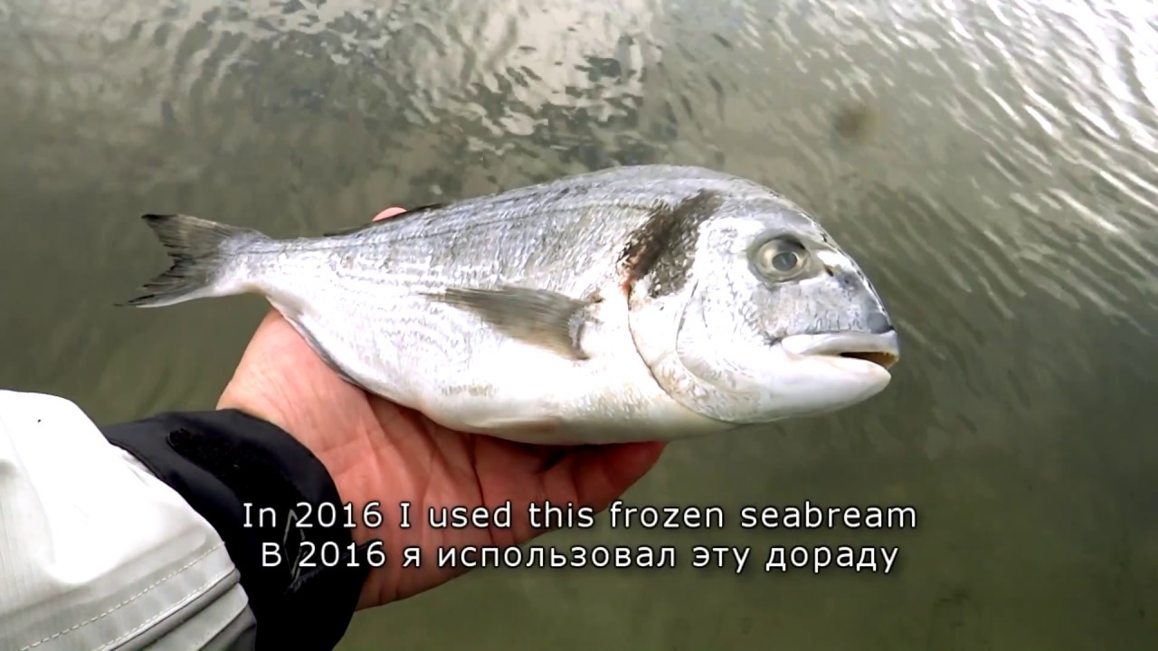Very cool! Seagull eat fish, action camera underwater. - YouTube