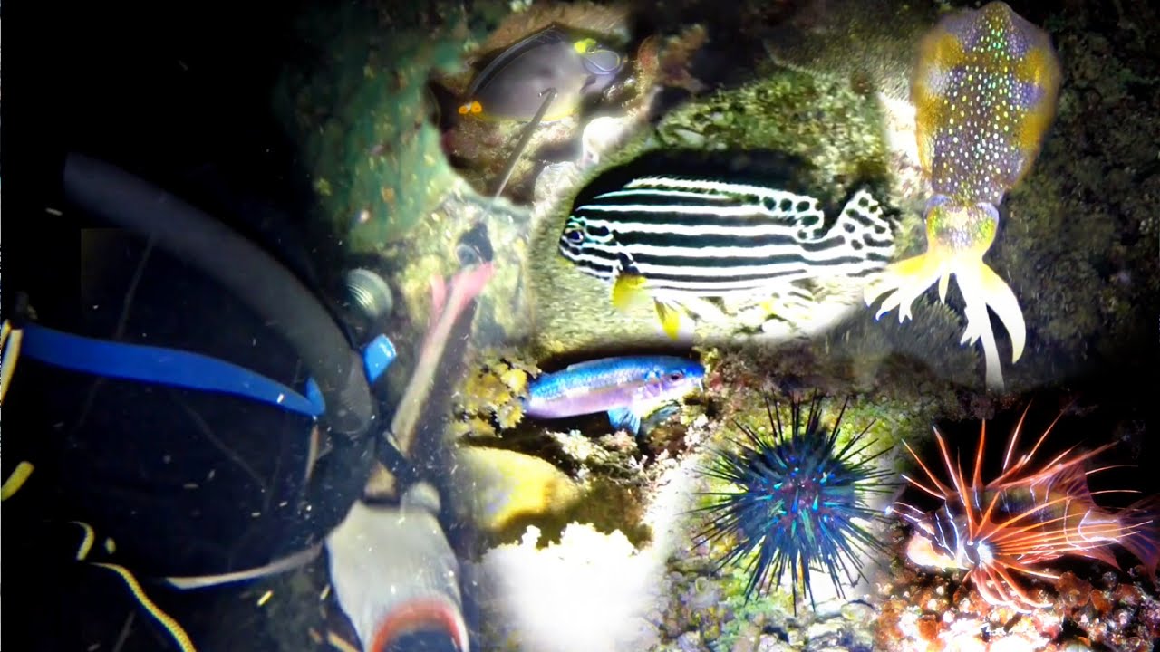 Night Spearfishing Eps:3 Paraan para marami kang mahuli ng isda Sumilip ...