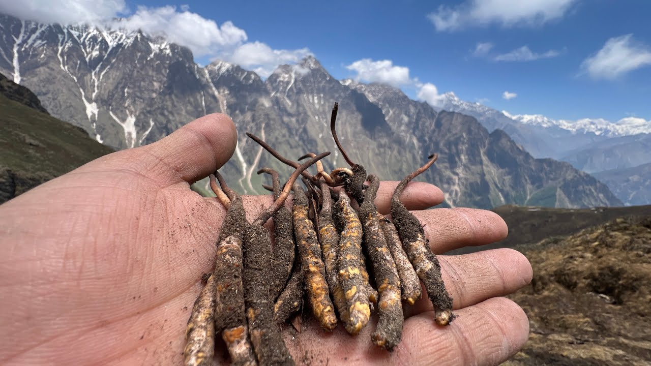 हिमालय के दुर्गम रास्ते: किडा जड़ी की तलाश में खतरों का सामना #travel # ...