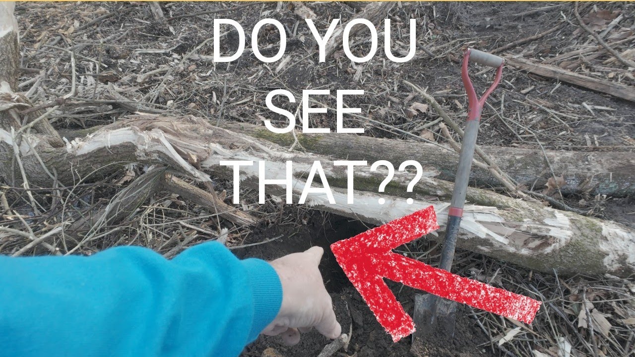 CELLAR HOLE UNCOVERED FOR METAL DETECTORS?? - YouTube