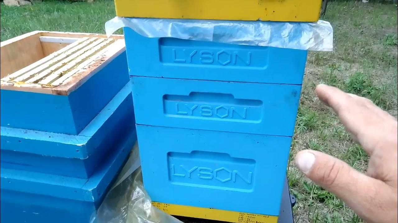 25.07. Забираю мед на откачку!!! Двух маточный или двух семейный улей ...