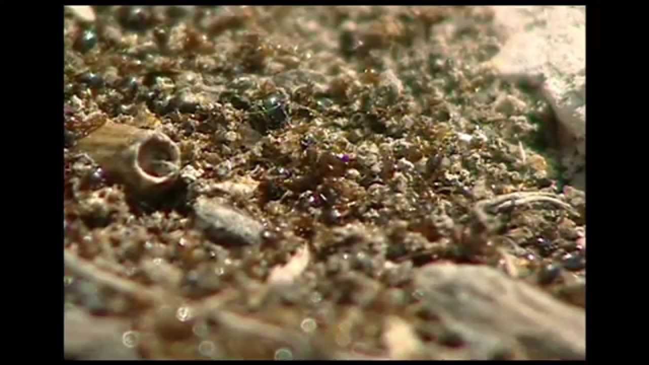 Fire Ant Enemies - YouTube