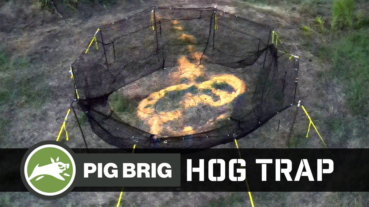New Hog Trap Design for Feral Hogs | Pig Brig - YouTube