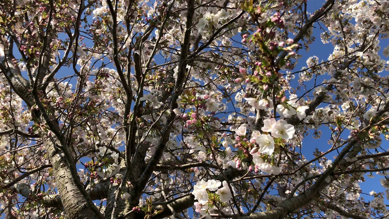 Cherry (Prunus 'sunset boulevard') - canopy - March 2020 - YouTube