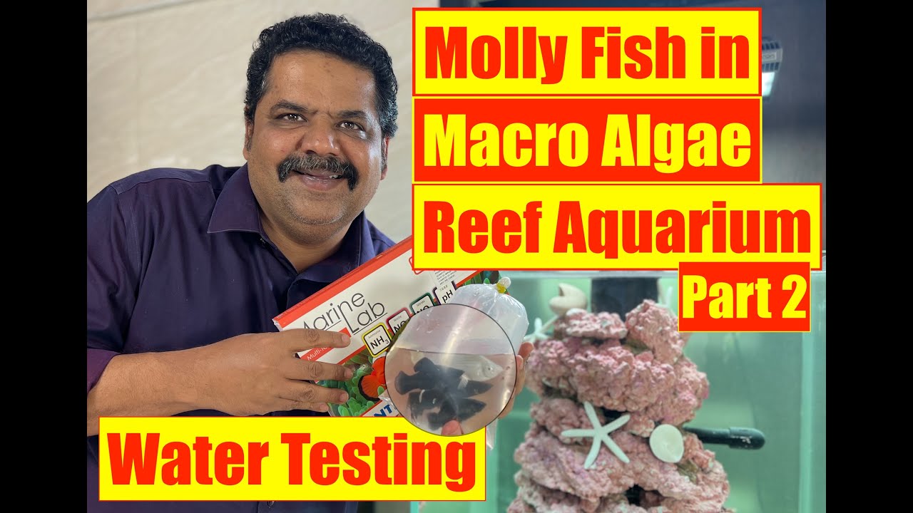 Molly Fish in SaltWater | Macro Algae Natural SaltWater Reef Aquarium ...