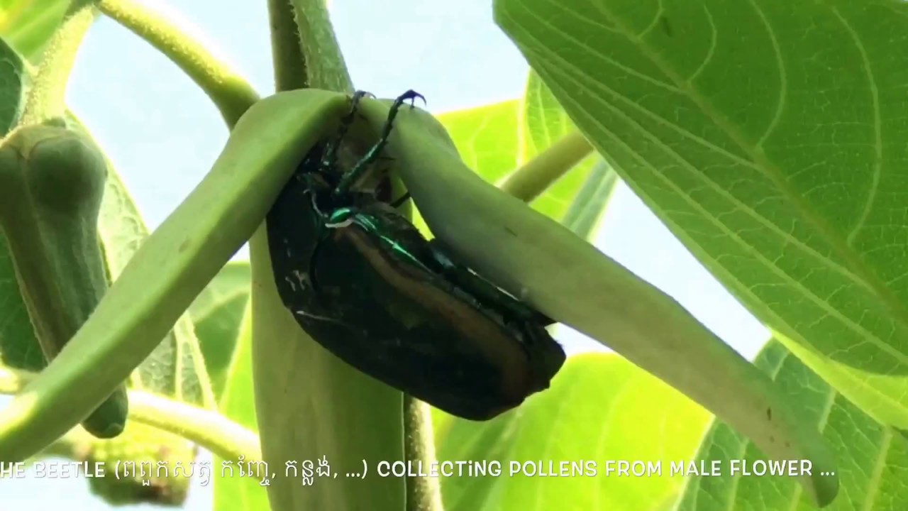 Villa 2232 - 2017-07-16 Natural pollination of atemoya flowers ...
