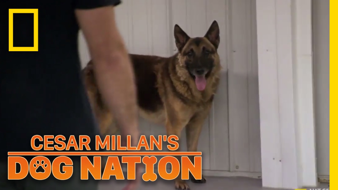 Approaching an Apprehensive Dog | Cesar Millan's Dog Nation - YouTube