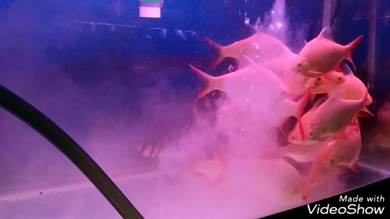 Microbubble generator stainless pump 150 watt - YouTube